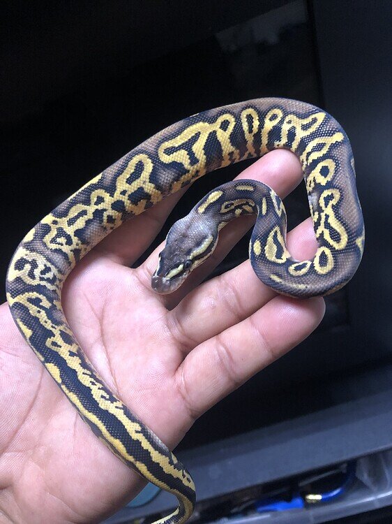 Is There A Hidden Gene Here Ball Pythons Morphmarket Reptile Community