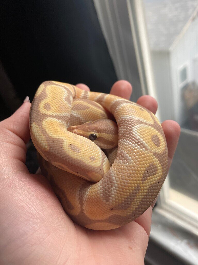 New York Breeders Ball Pythons MorphMarket Reptile Community
