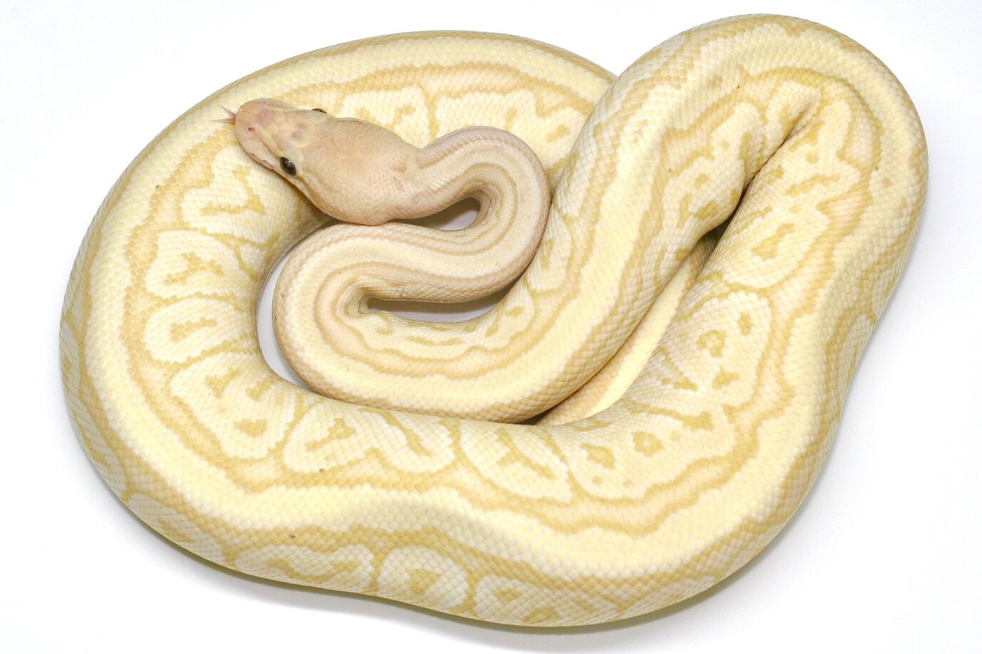 Hurricane Banana Mojave Pinstripe het Desert Ghost - Ball Pythons ...