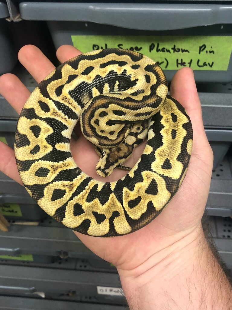 New Puzzle Addition! - Ball Pythons - MorphMarket Reptile Community