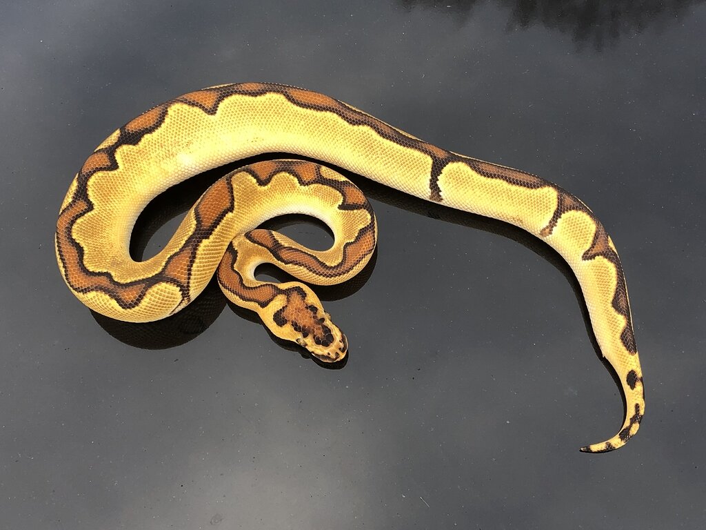 OD Enchi Clown - Ball Pythons - MorphMarket Reptile Community