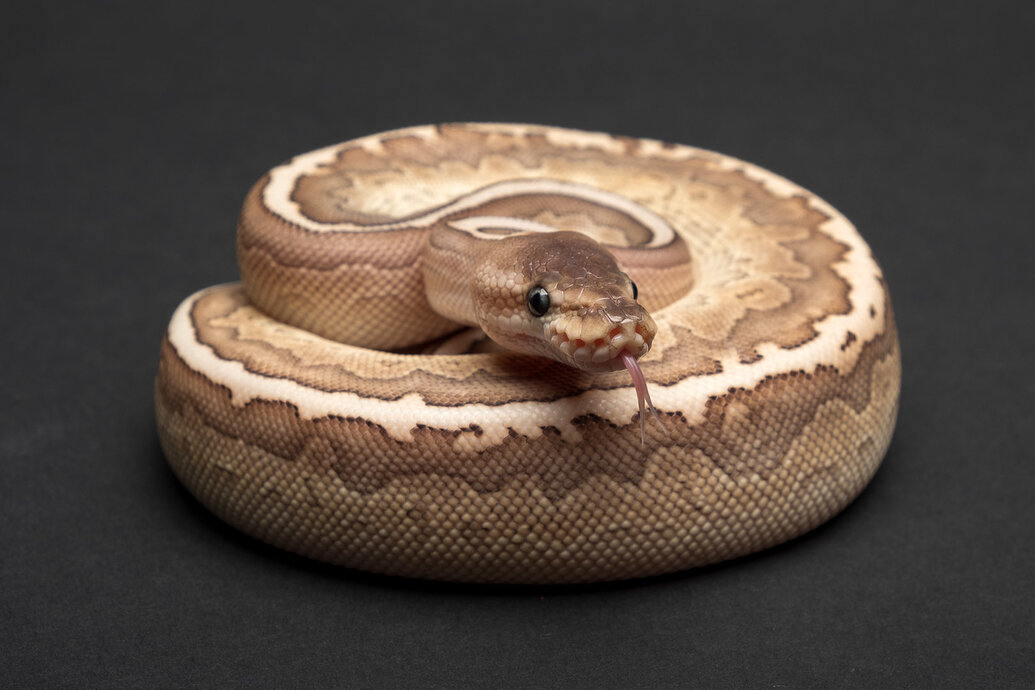 Tongue Action! - Ball Pythons - MorphMarket Reptile Community