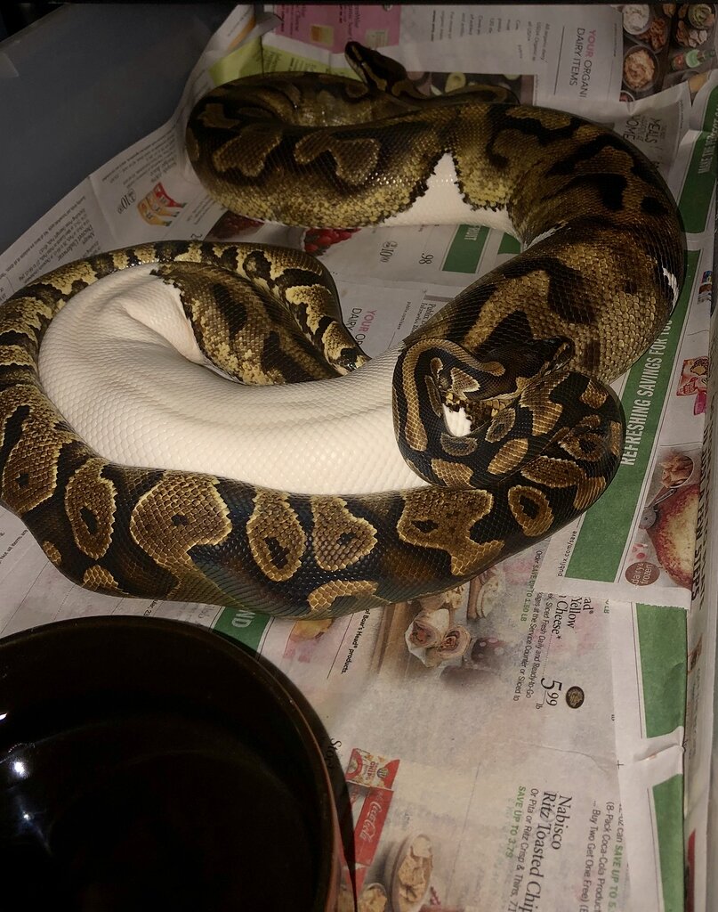 Gravel Het Pied x Pied - Ball Pythons - MorphMarket Reptile Community