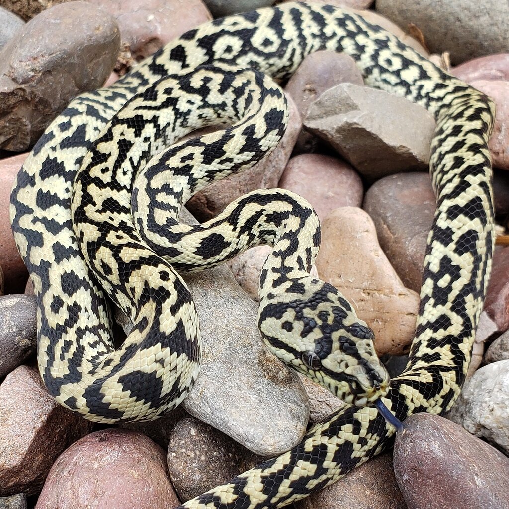 Morelia heads, who's all on here? - Carpet Pythons - MorphMarket ...