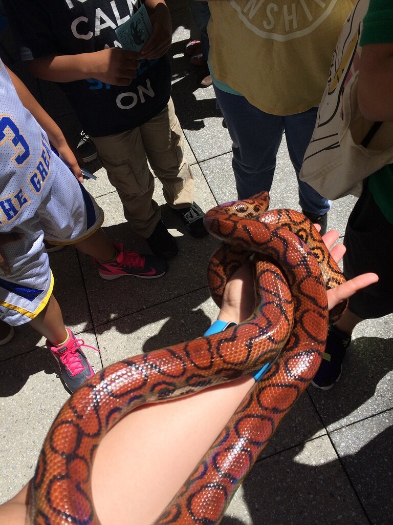 Share your pictures of Brazilian Rainbow Boas - Rainbow Boas ...