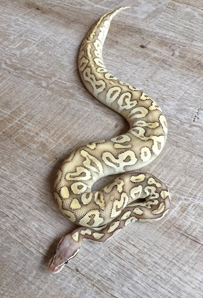 The Special Gene - Ball Pythons - MorphMarket Reptile Community