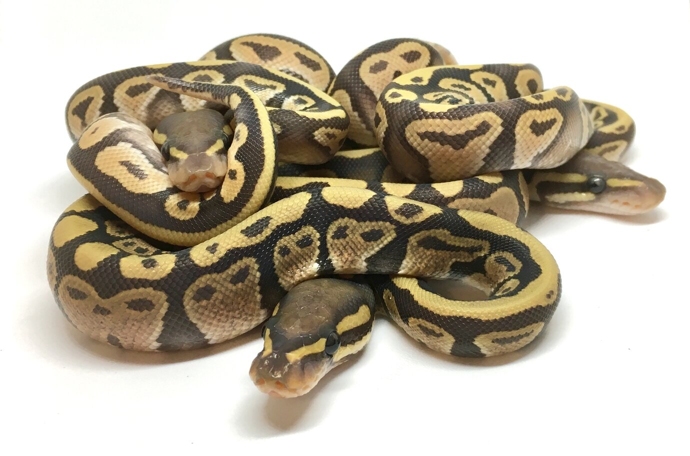 Tri stripe het Hypo x Hypo Mojave pairing - Ball Pythons - MorphMarket ...