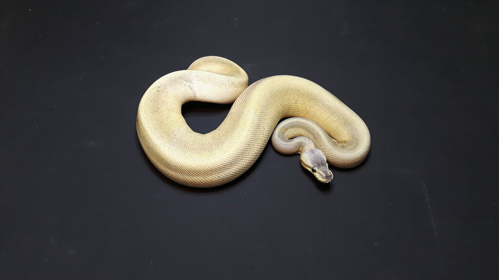 Silver Streak Pin help - Ball Pythons - MorphMarket Reptile Community