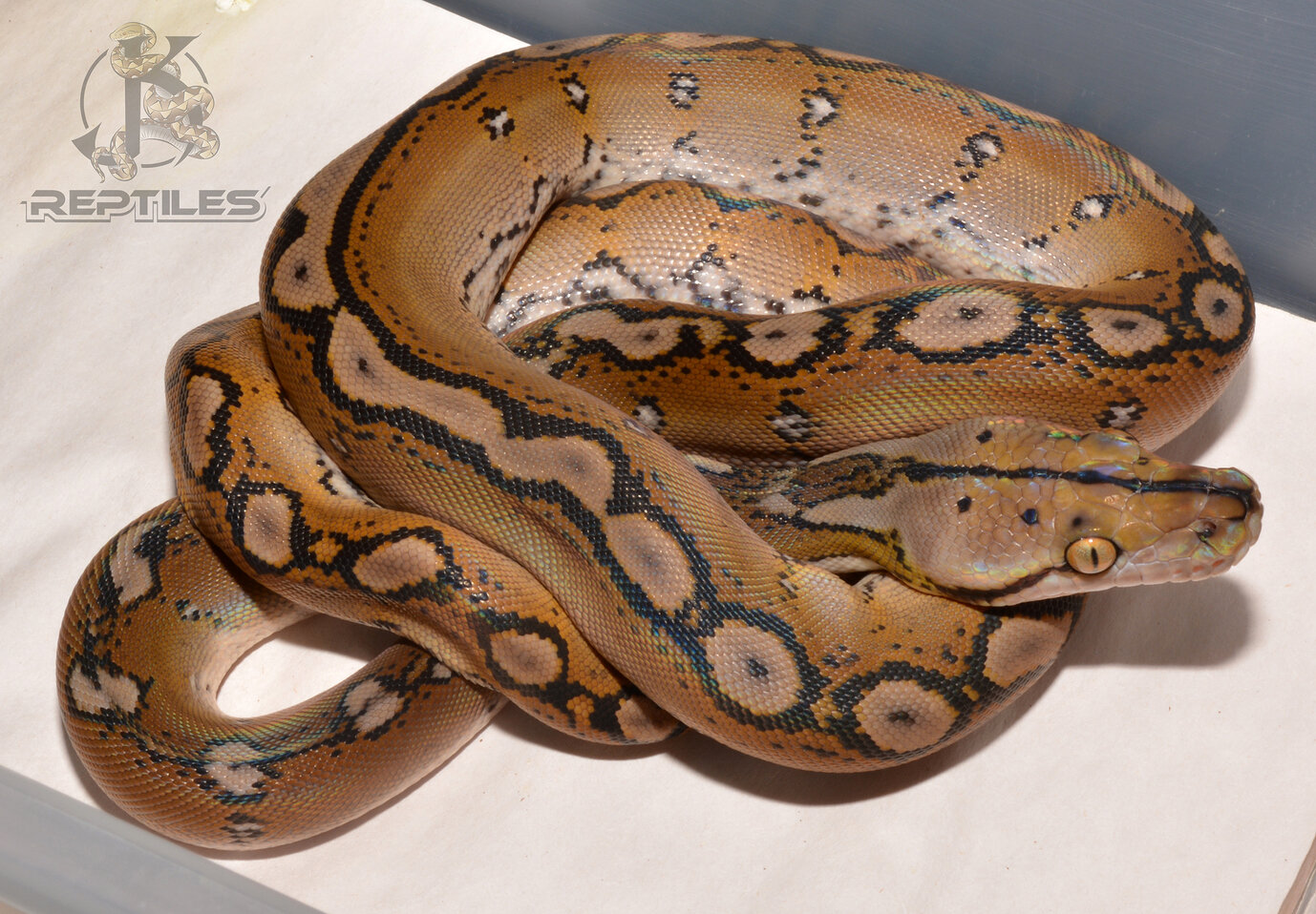 50% Sulawesi Crossed Animals - Reticulated Pythons - MorphMarket ...