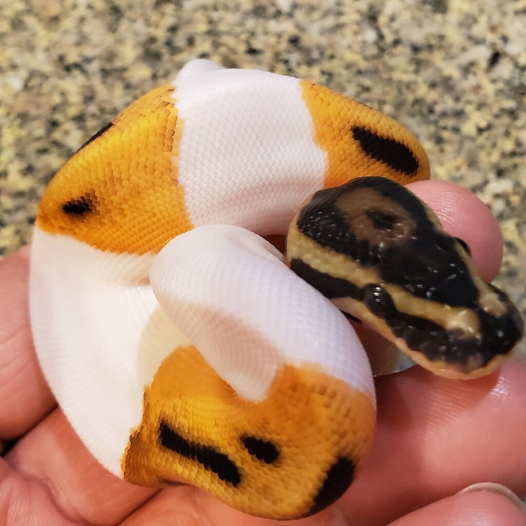 Fresh out of his very first shed! - Ball Pythons - MorphMarket Reptile ...