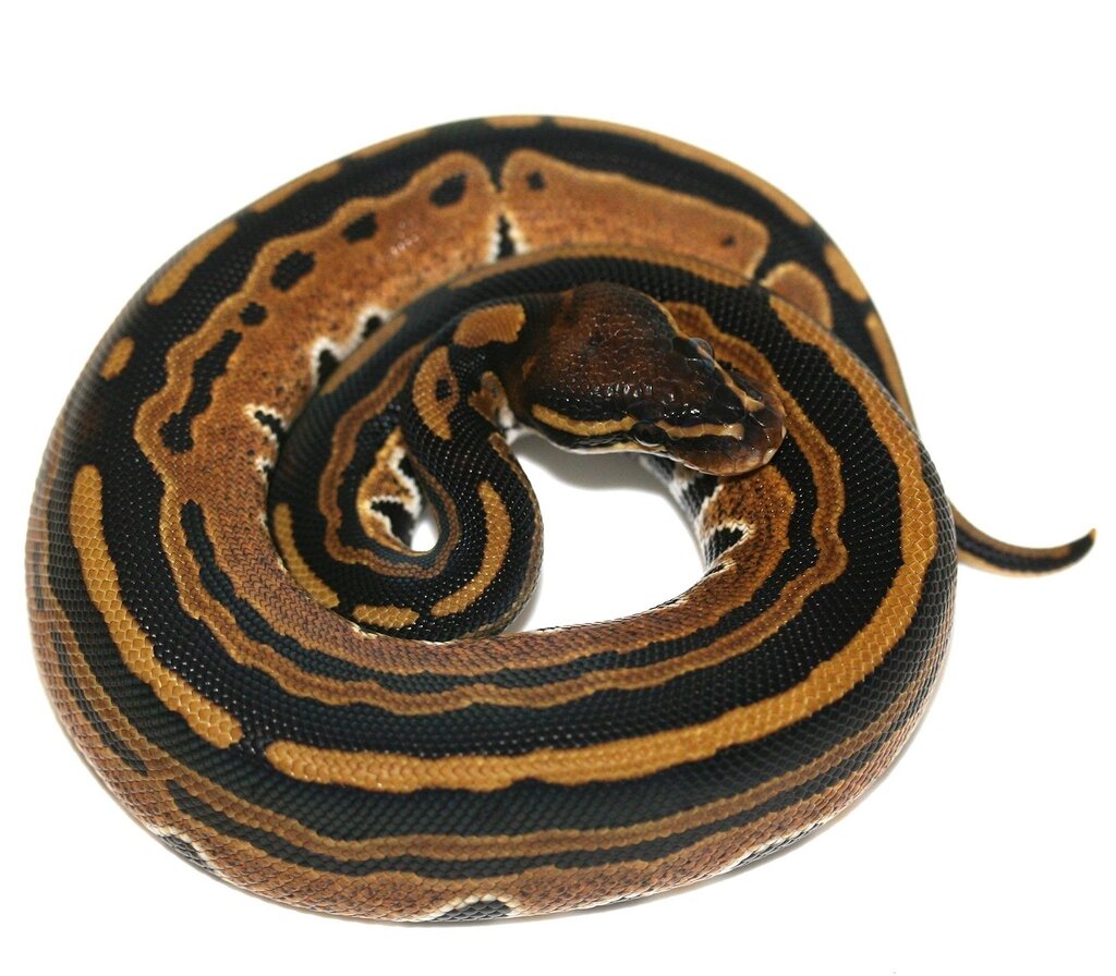 Tristripe Combos - Ball Pythons - MorphMarket Reptile Community