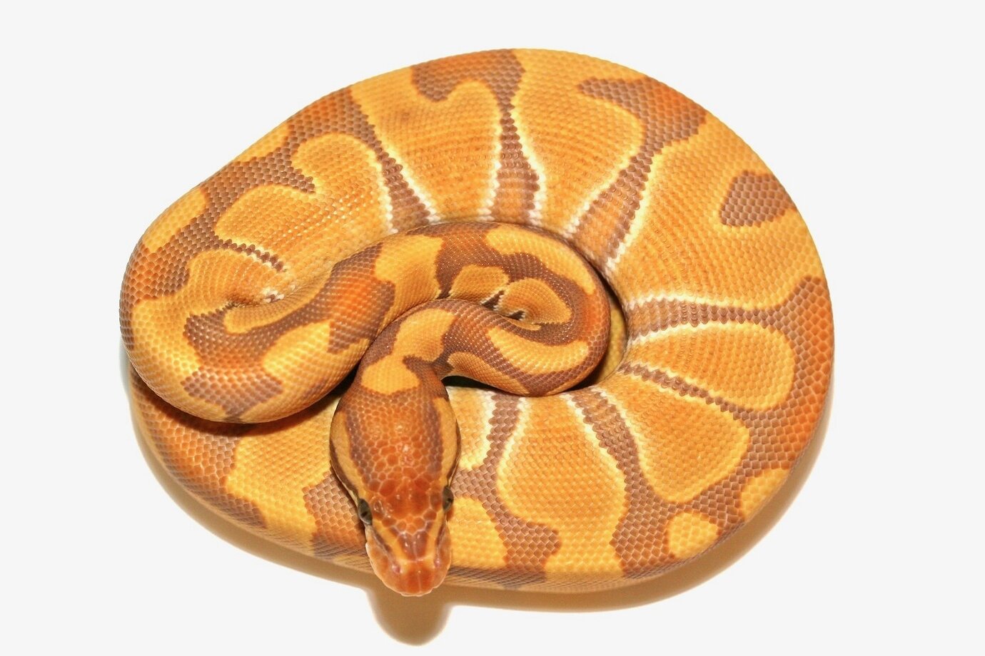 Ultramel Is Awesome - Ball Pythons - MorphMarket Reptile Community