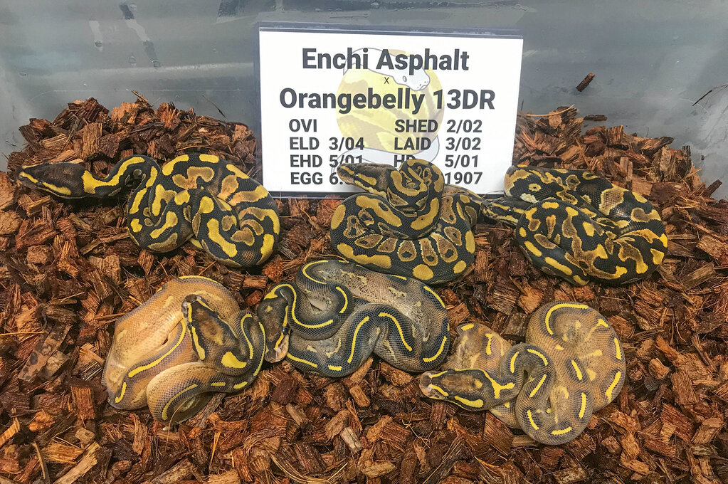 OrangeBelly Mardi Gras - Ball Pythons - MorphMarket Reptile Community