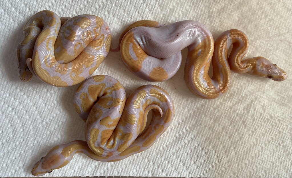 Dreamsicle Clutch - Ball Pythons - MorphMarket Reptile Community