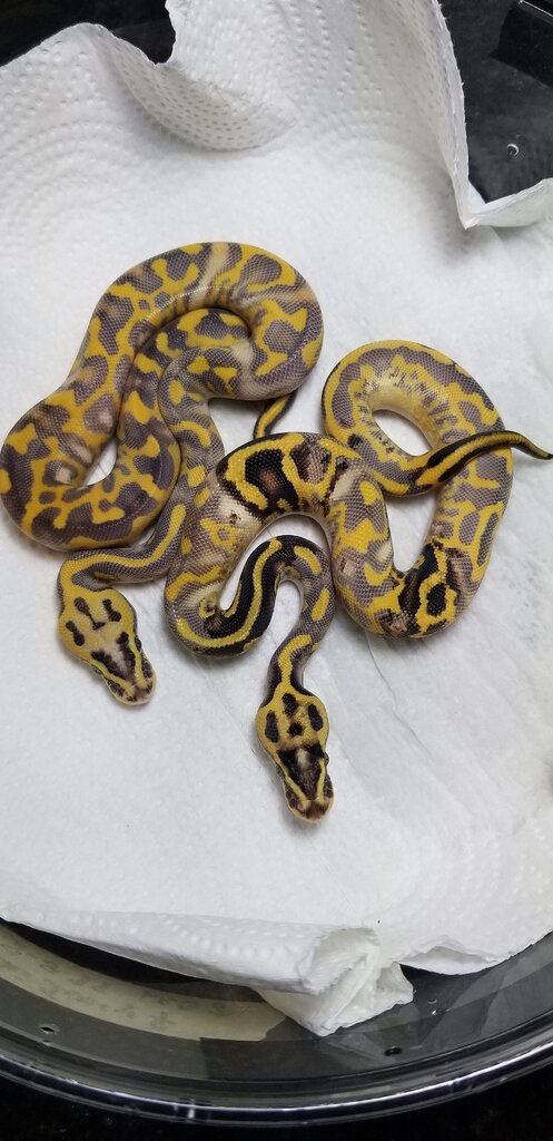 Pastel Leopard Enchi Highway Paradox - Ball Pythons - MorphMarket ...