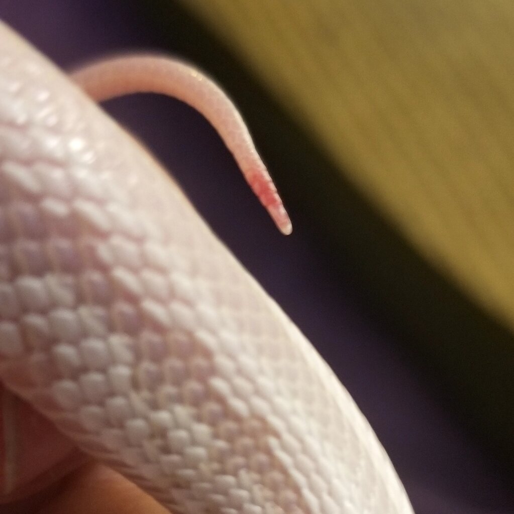 Tail Tip Shed Problem? - Corn Snakes - MorphMarket Reptile Community