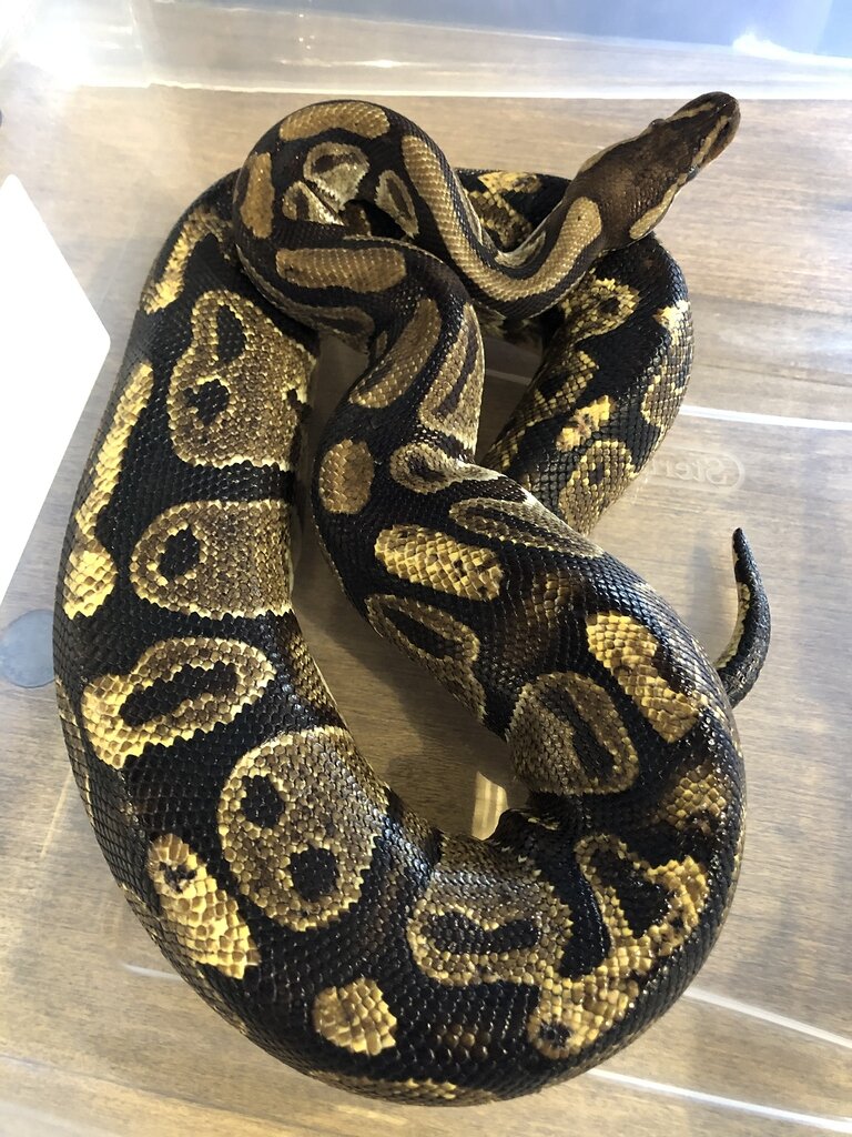 Very Odd Girl - Ball Pythons - MorphMarket Reptile Community