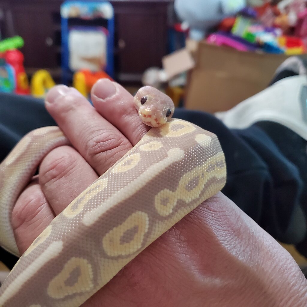 First shed with me and poop.! - Ball Pythons - MorphMarket Reptile ...