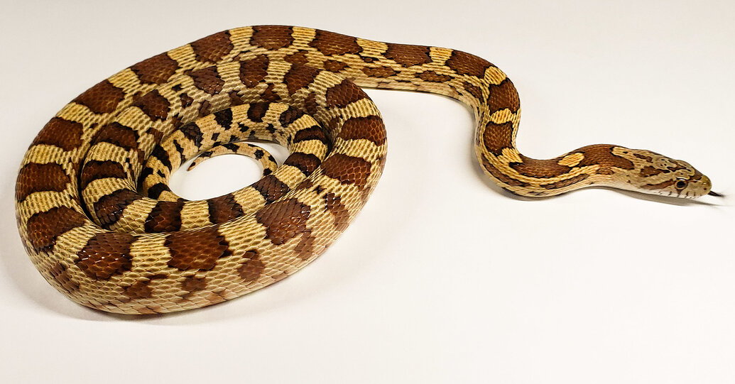 Sonoran gopher snake x corn snake hybrids - #38 by thebeardedherper ...