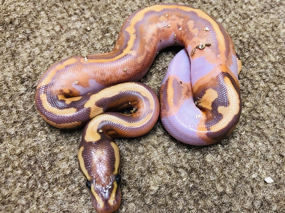 Different Banana Pieds - Ball Pythons - MorphMarket Reptile Community