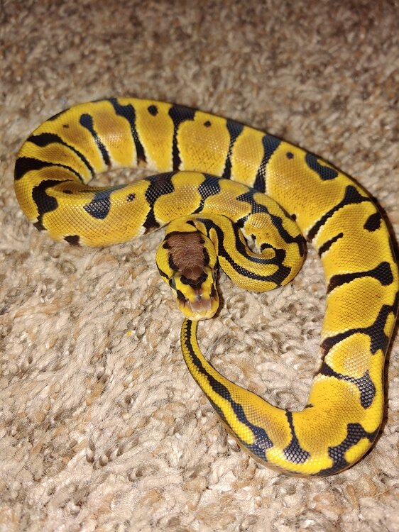 Let's see your Blades - Ball Pythons - MorphMarket Reptile Community