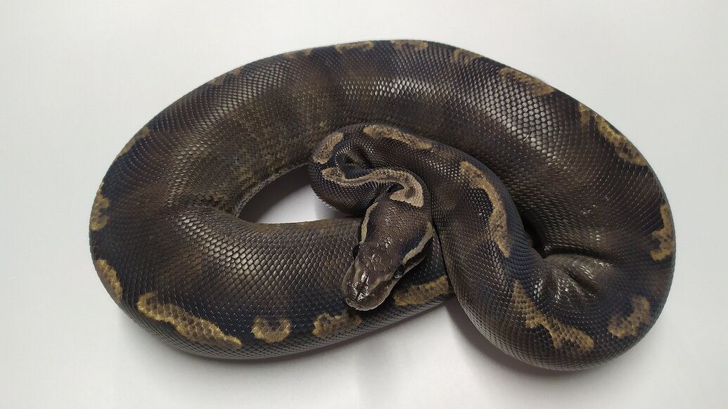 Welcome to the dark side! Show your dark morphs! - Ball Pythons ...