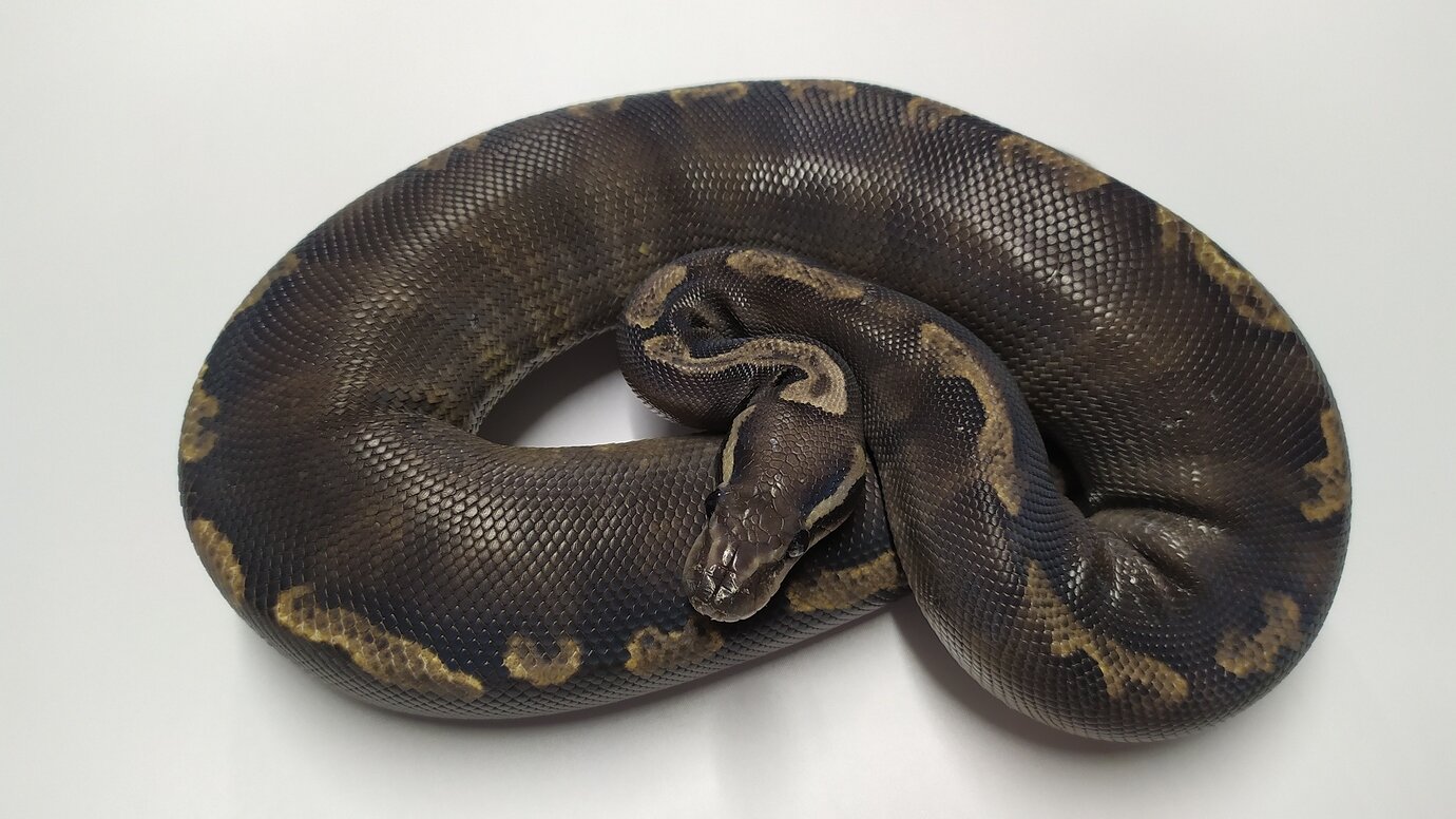 Welcome to the dark side! Show your dark morphs! - Ball Pythons ...