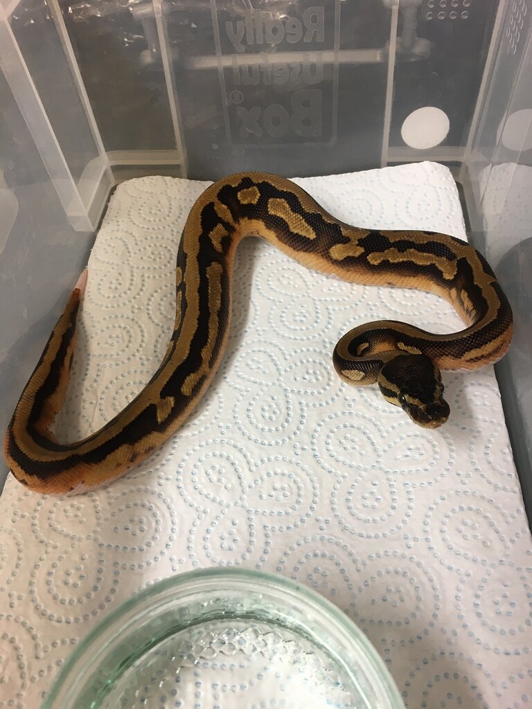 Low to Nil white pied - Ball Pythons - MorphMarket Reptile Community