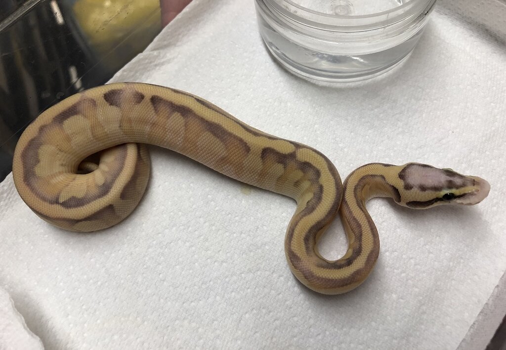 WORLDS 1st DESERT GHOST - Ball Pythons - MorphMarket Reptile Community