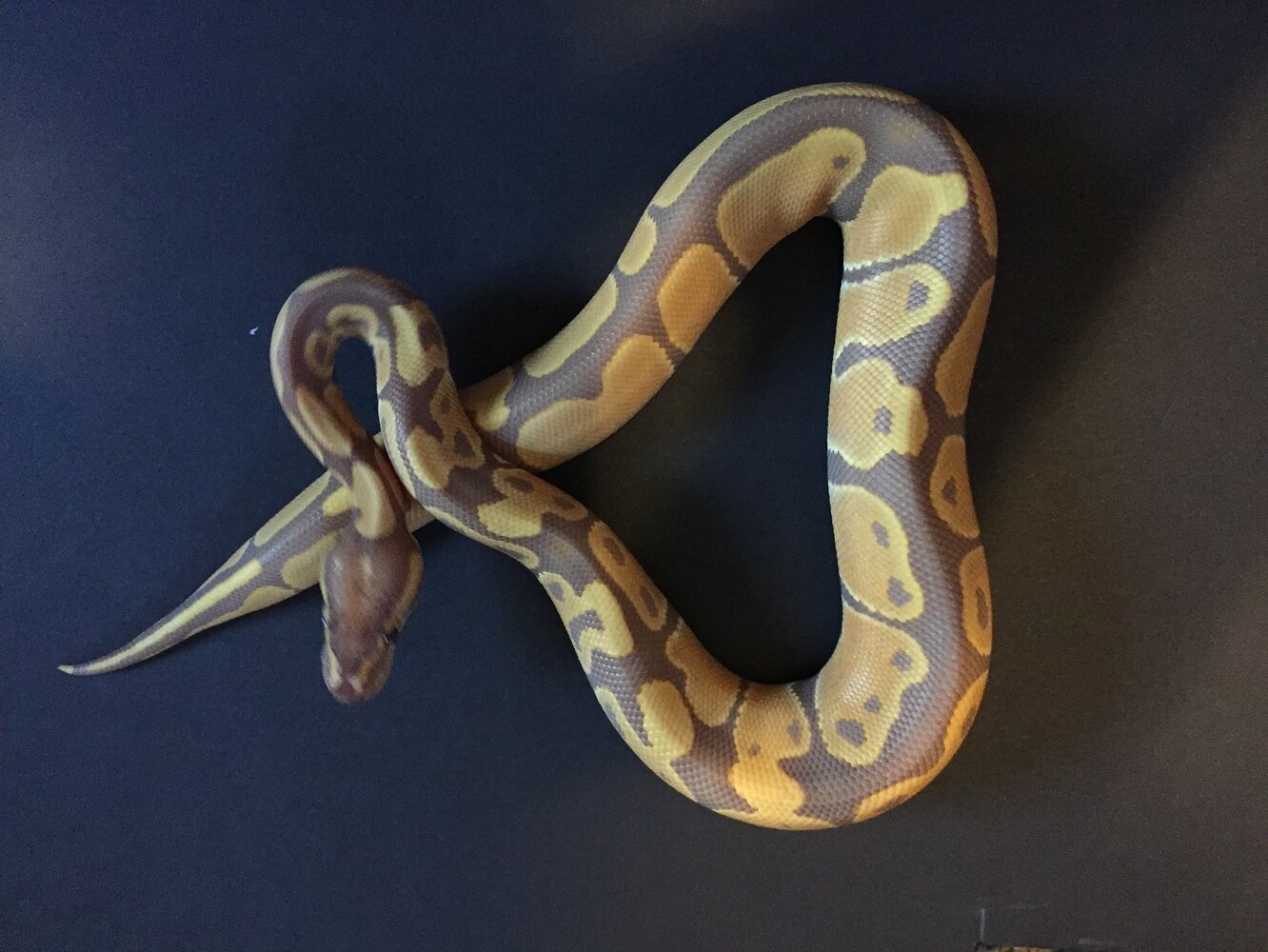 Ultramel Is Awesome - Ball Pythons - MorphMarket Reptile Community