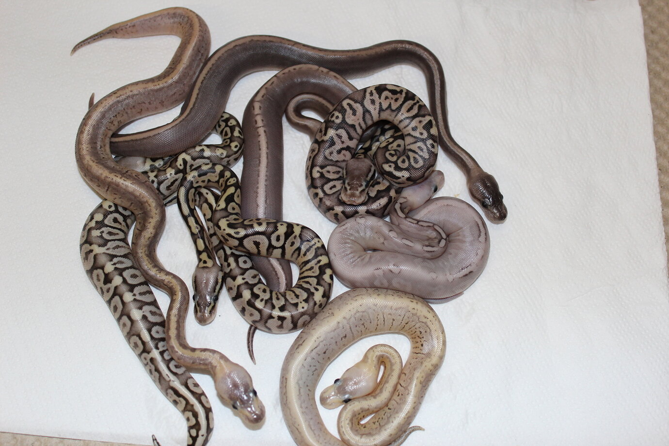 Super pastel cinnamon hra (pinstripe )ghi? - Ball Pythons - MorphMarket ...