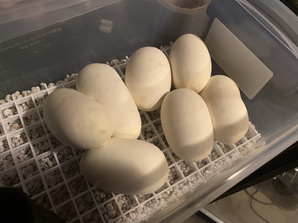 “Clear spots forming on eggs” - Ball Pythons - MorphMarket Reptile ...