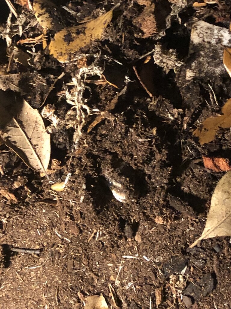 Strange behavior - Ball Pythons - MorphMarket Reptile Community