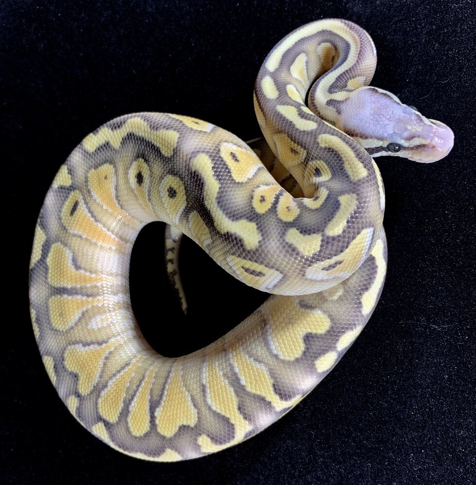 A WORLDS 1st DESERT GHOST - Ball Pythons - MorphMarket Reptile Community