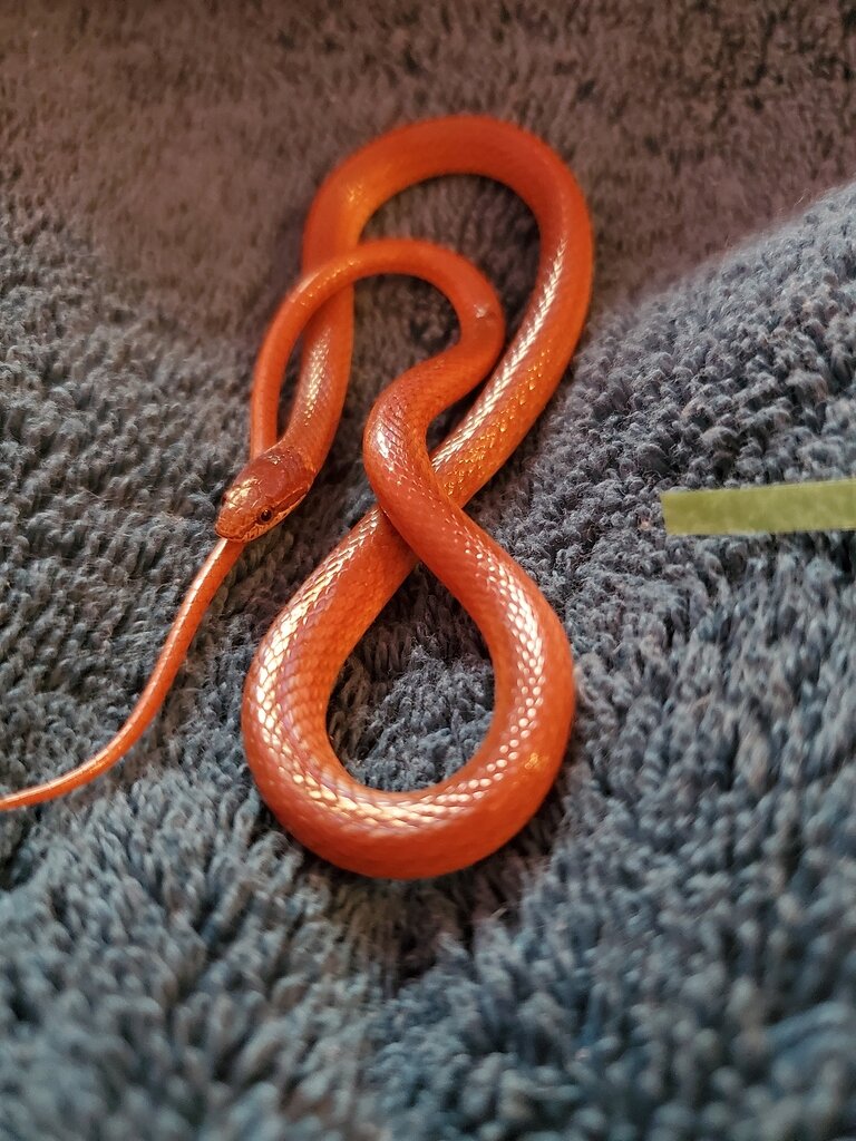 Pine woods snakes anyone own one? - Other Colubrids - MorphMarket ...