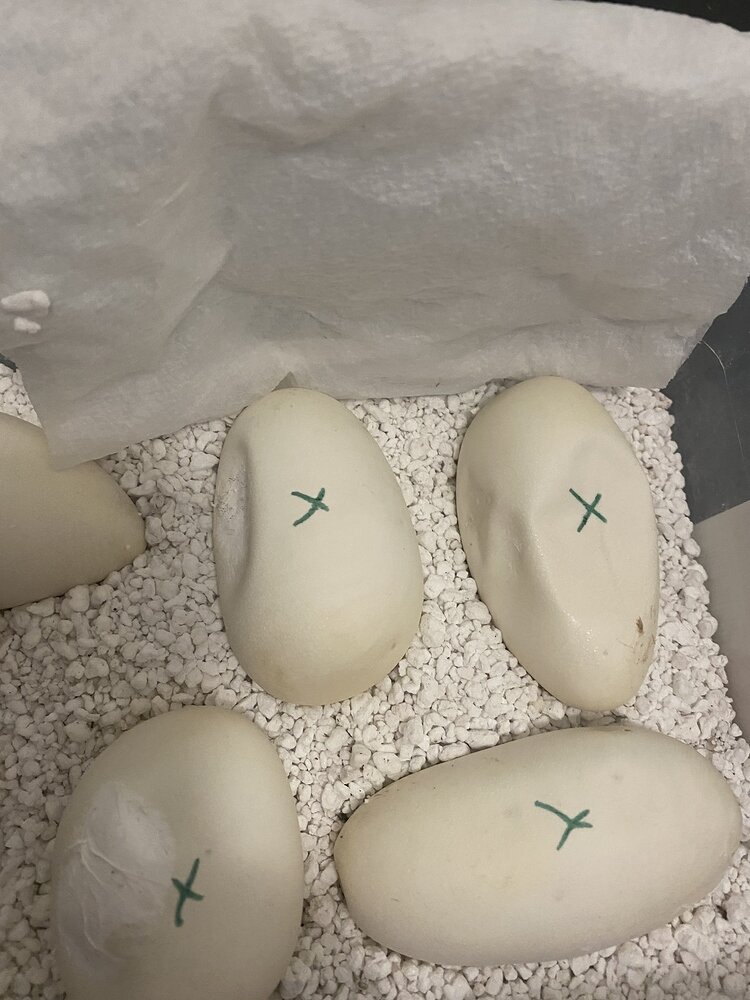 Egg Dimpling? - Ball Pythons - MorphMarket Reptile Community