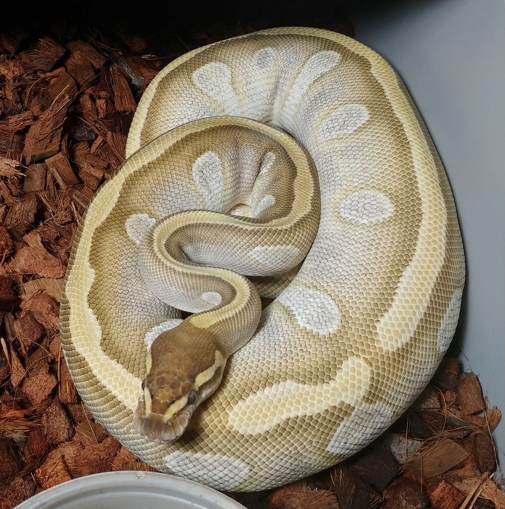 Cypress Enchi Mojave 100% het Hypo - Ball Pythons - MorphMarket Reptile ...