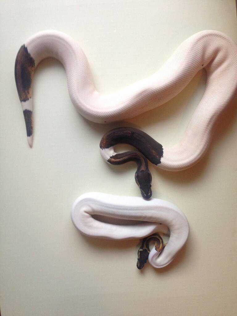 Father & Son GHI Pied High White - Ball Pythons - MorphMarket Reptile ...