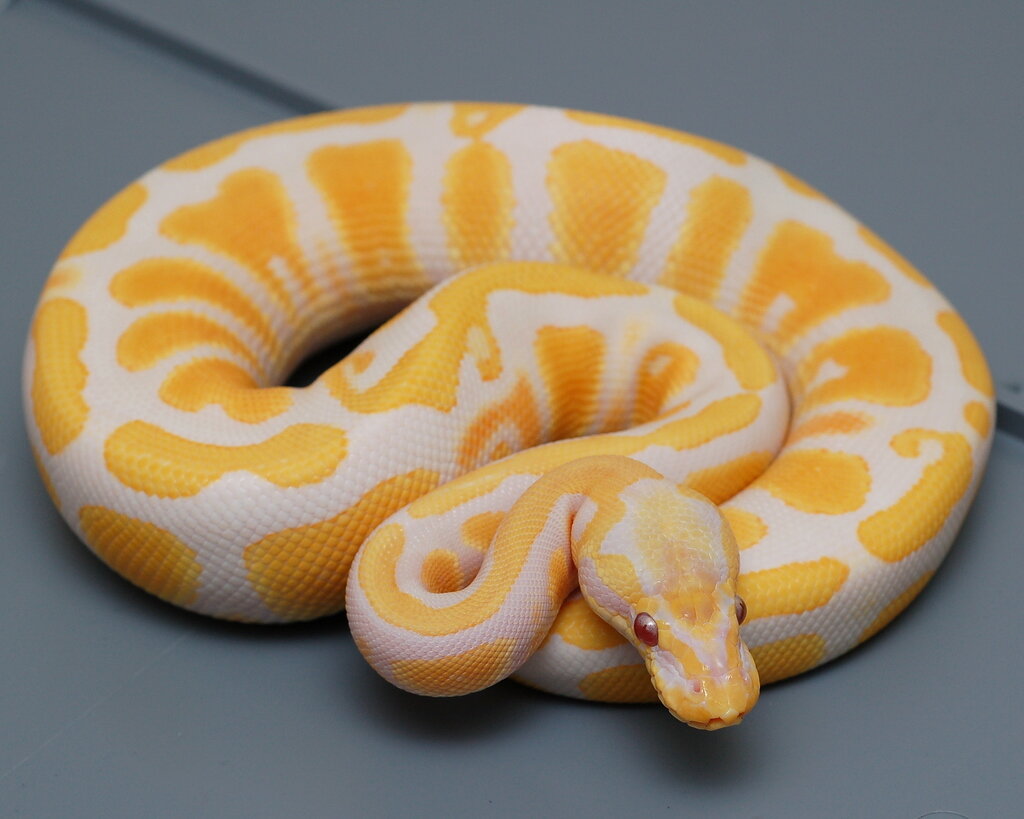 Pastel Lavender packing on the color! - Ball Pythons - MorphMarket ...