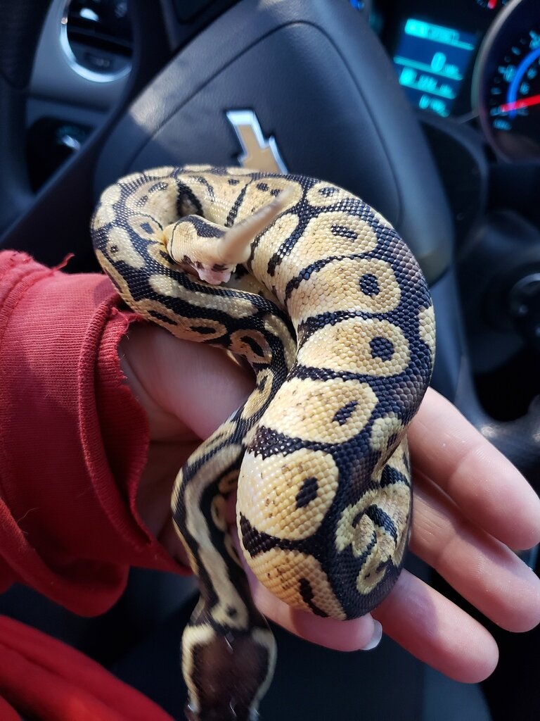 Need help with morph - Ball Pythons - MorphMarket Reptile Community