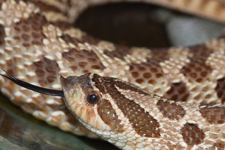 Hello from Idaho! - Introductions - MorphMarket Reptile Community