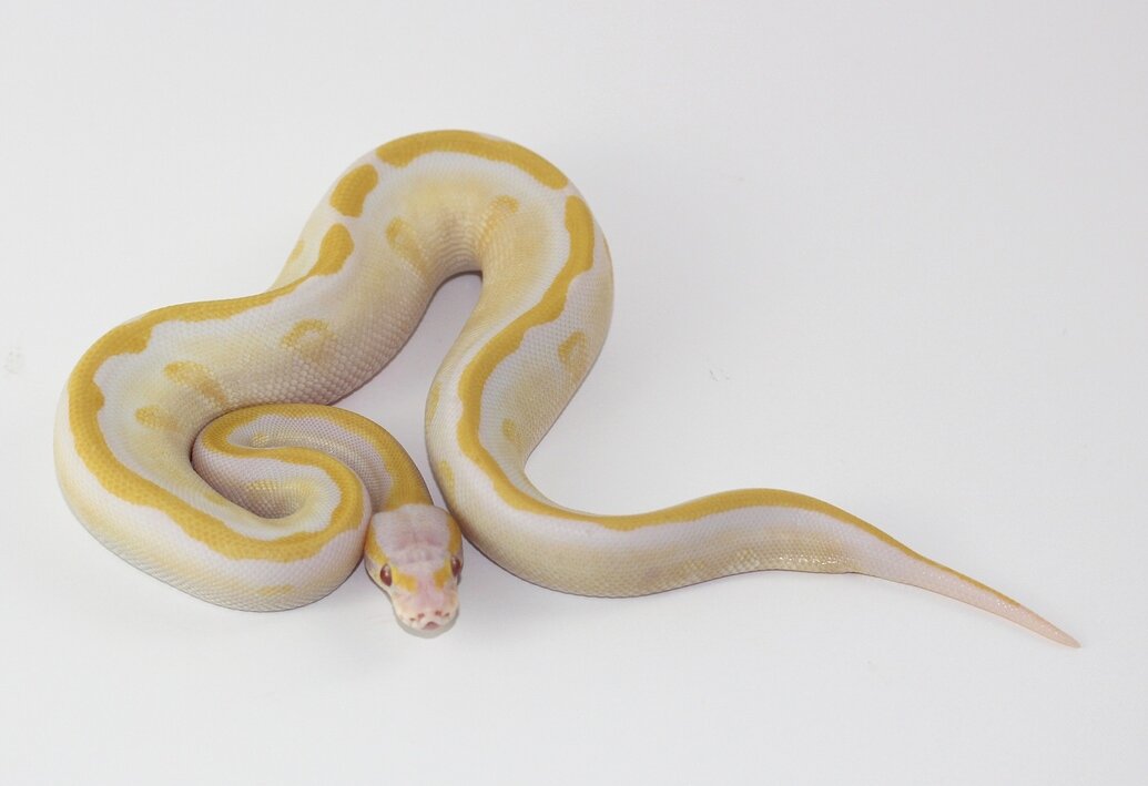 GHI Lavender Albino - Ball Pythons - MorphMarket Reptile Community