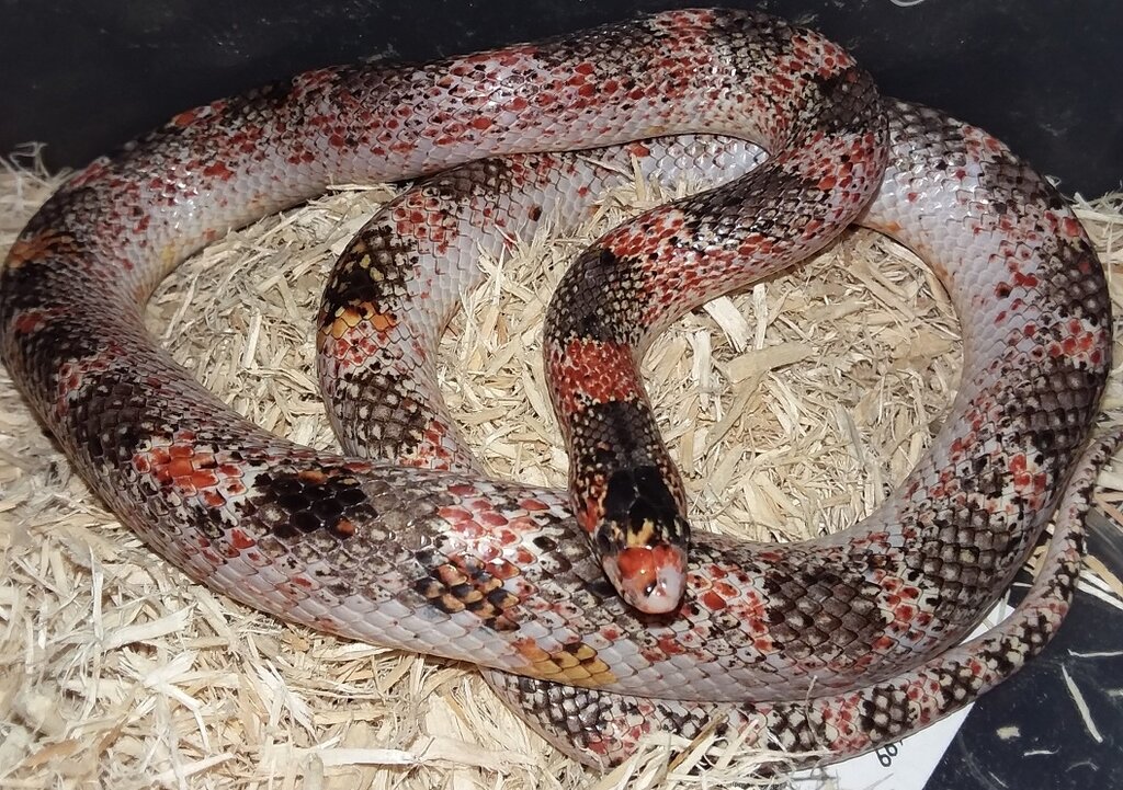 The Whitesided Longnose snake - Other Colubrids - MorphMarket Reptile ...