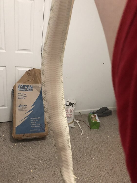 Mandibular Abscess in Ball Python - Ball Pythons - MorphMarket Reptile ...