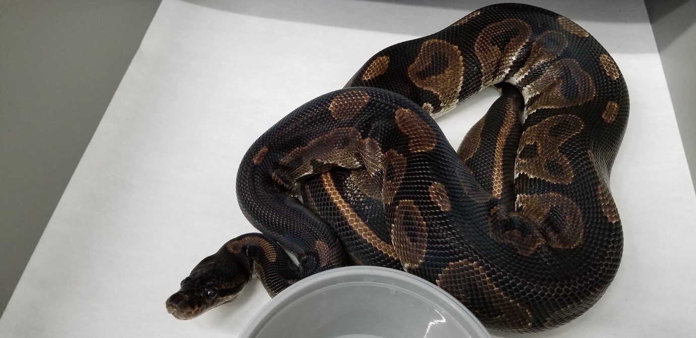 Welcome to the dark side! Show your dark morphs! - Ball Pythons ...