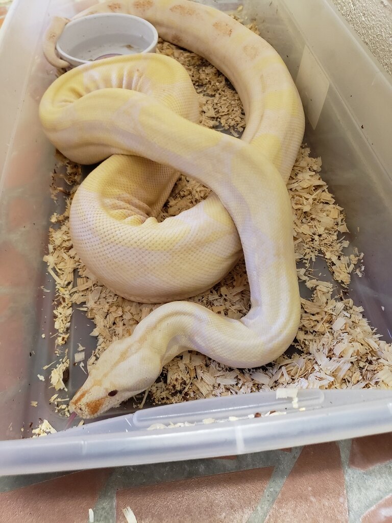 Help me Identify my Reticulated Python?:) - Boa Constrictors ...