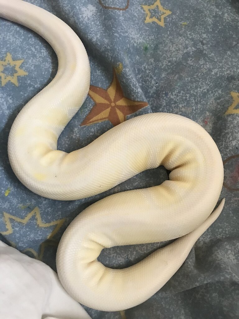 Wrinkles when curled? - Ball Pythons - MorphMarket Reptile Community