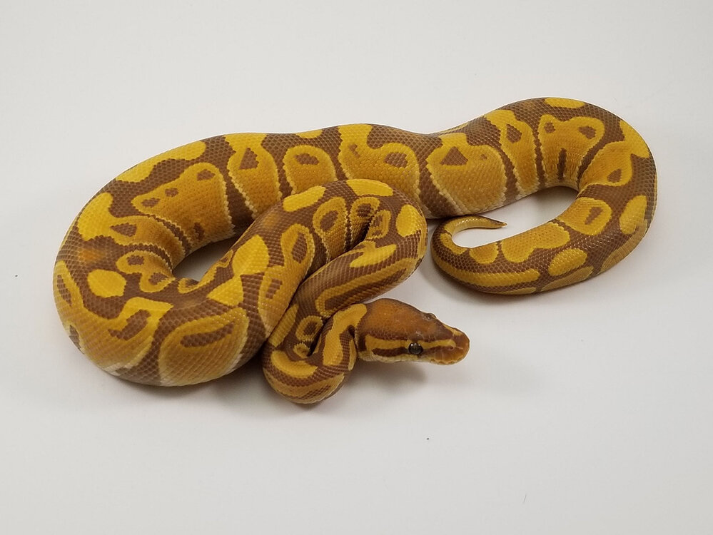 Ultramel Is Awesome - Ball Pythons - MorphMarket Reptile Community