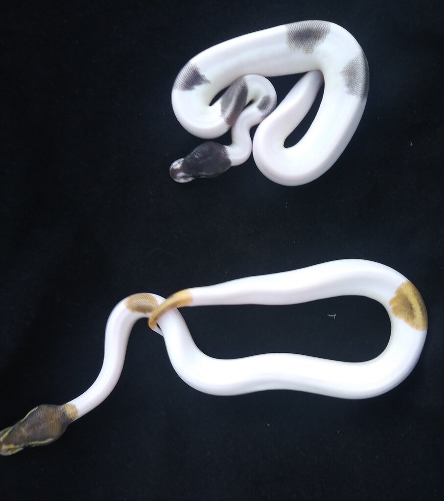 Ghi mojave pied - Ball Pythons - MorphMarket Reptile Community