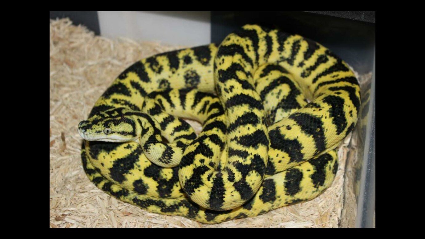 Where are the Hybrids? - Other Pythons - MorphMarket Reptile Community
